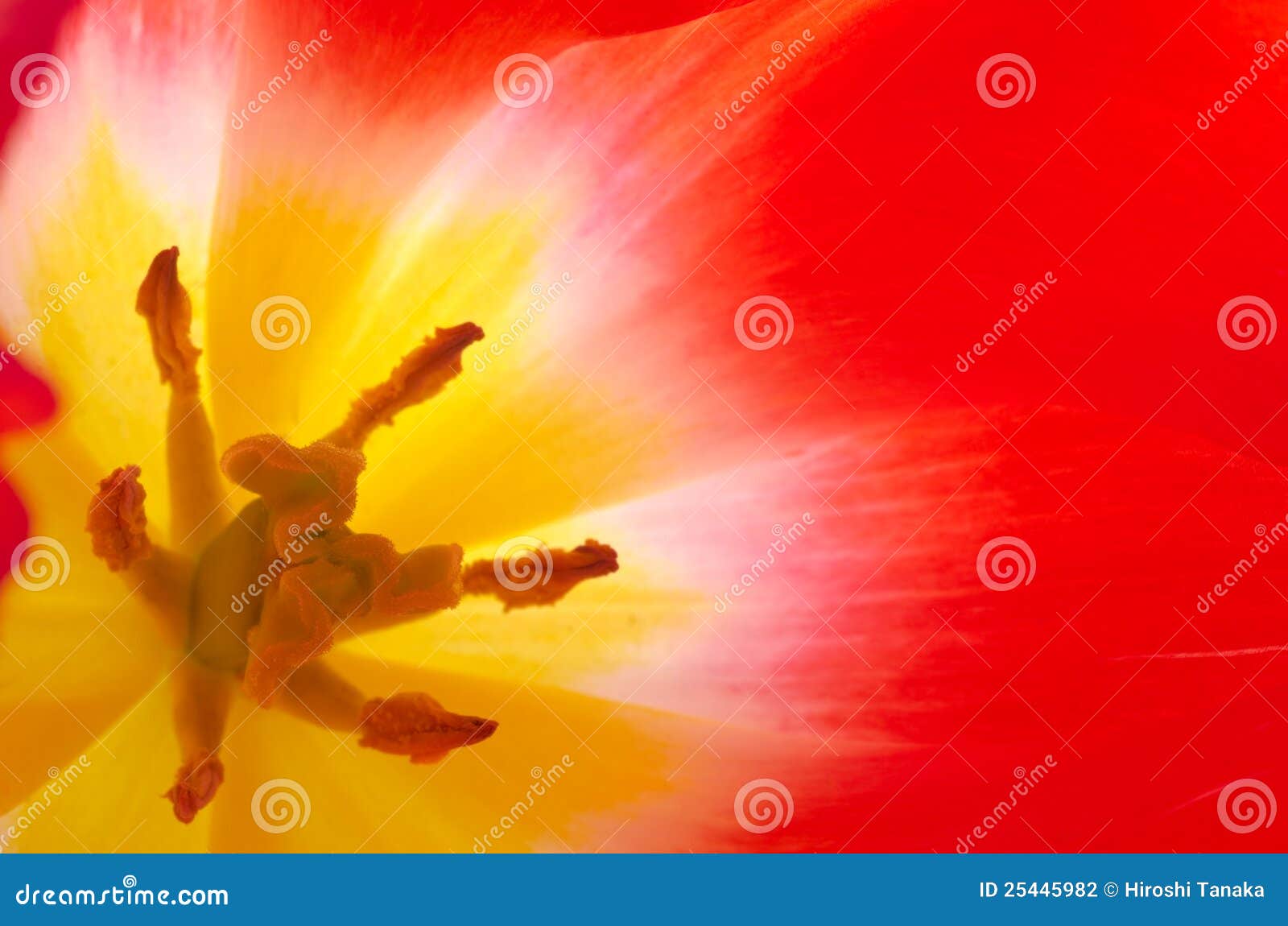 Inside tulip flower stock photo. Image of green, color - 25445982
