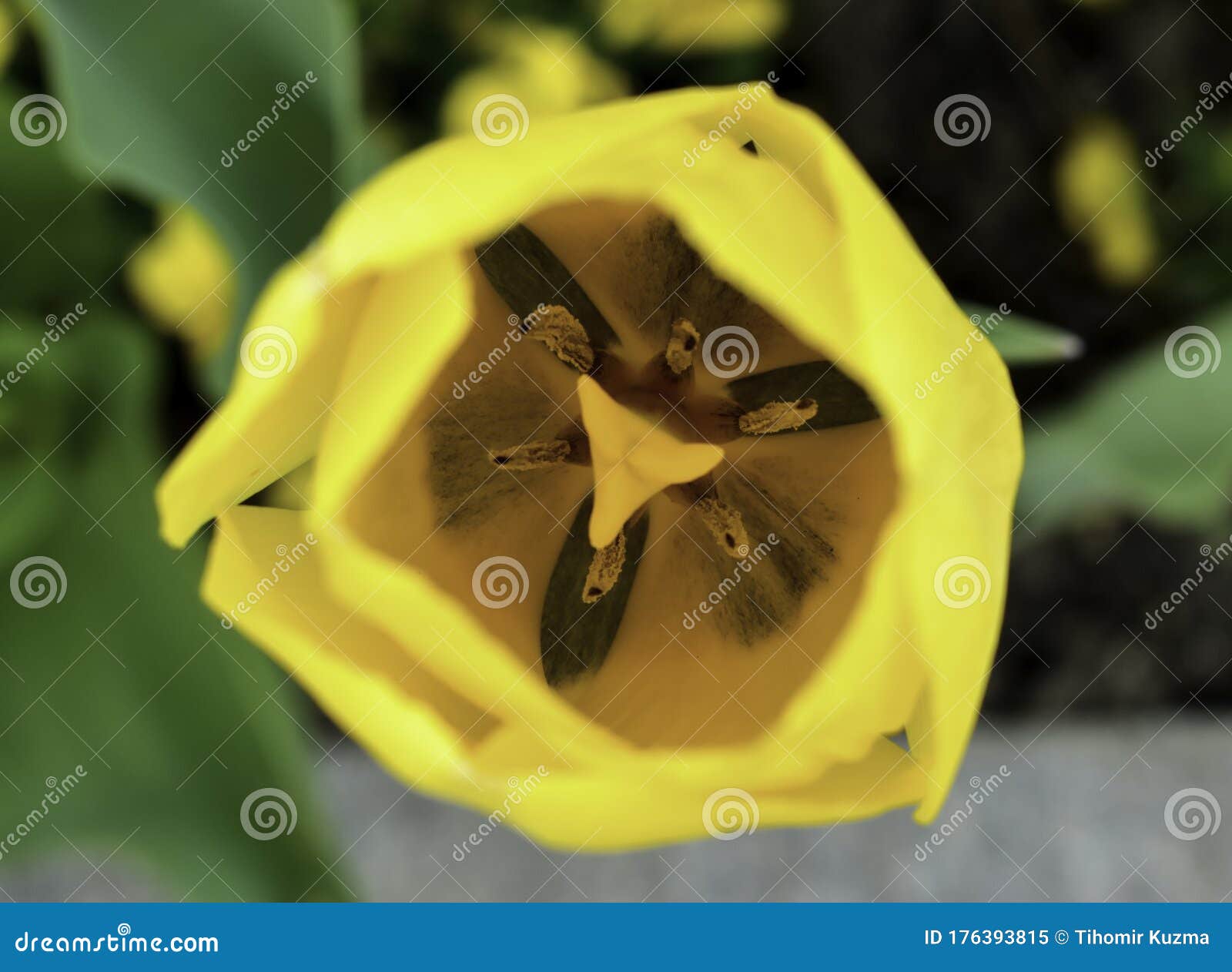 Inside of the tulip flower stock image. Image of nature - 176393815
