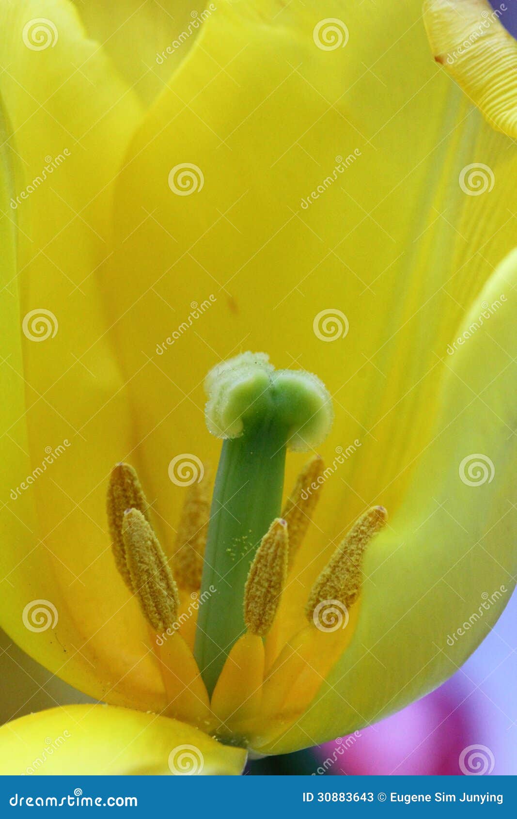 Inside of tulip flower stock image. Image of petals, macro - 30883643