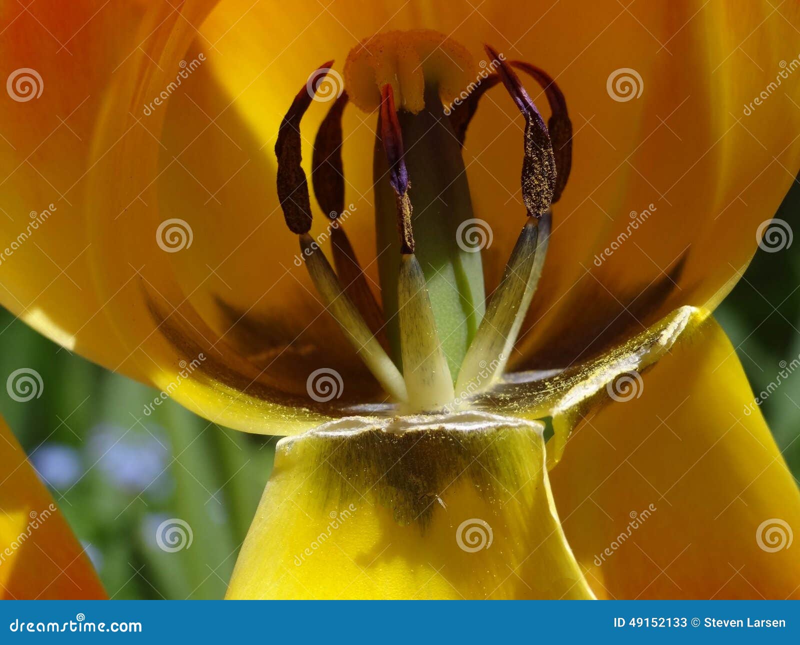 Inside of Tulip Flower stock image. Image of inside, gold - 49152133
