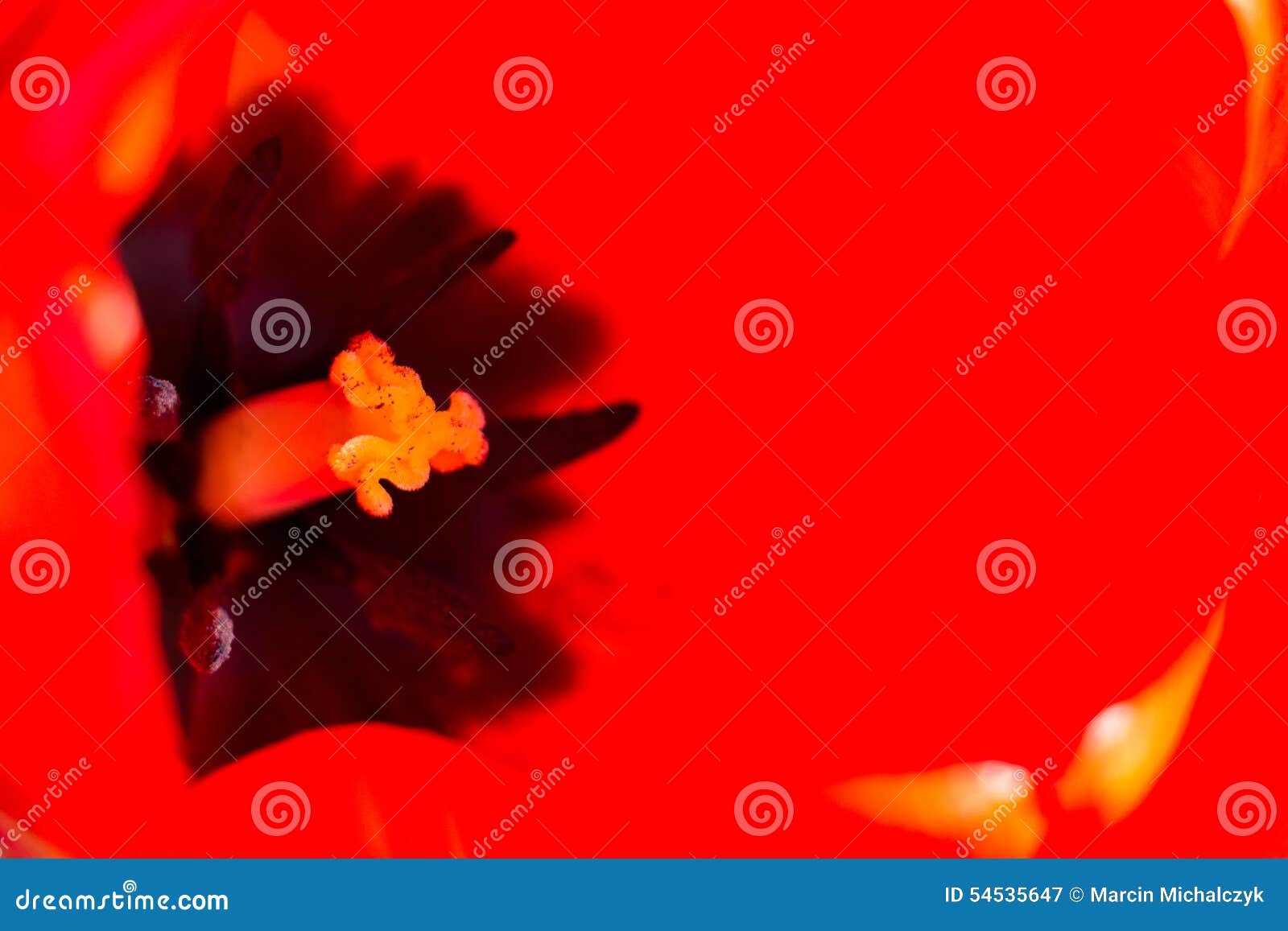Inside of a tulip stock image. Image of abstract, flower - 54535647
