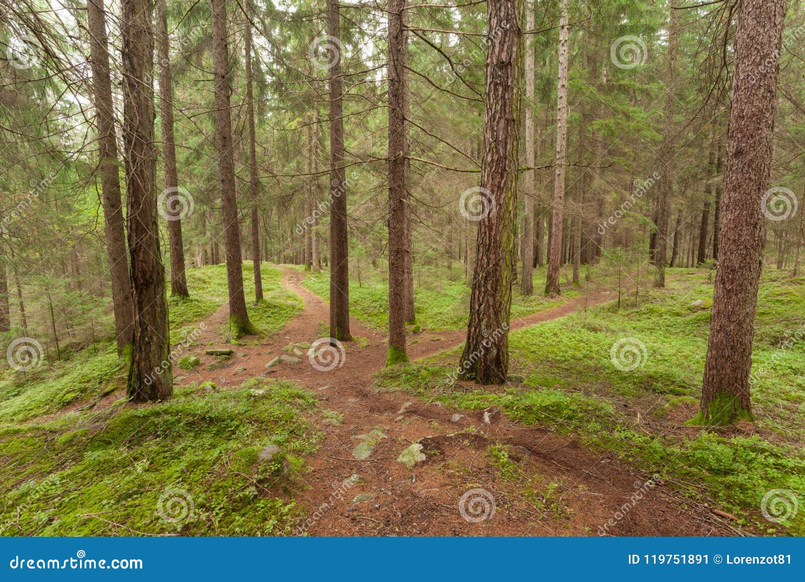 Typical Forest In Galicia Stock Photo | CartoonDealer.com #141193236