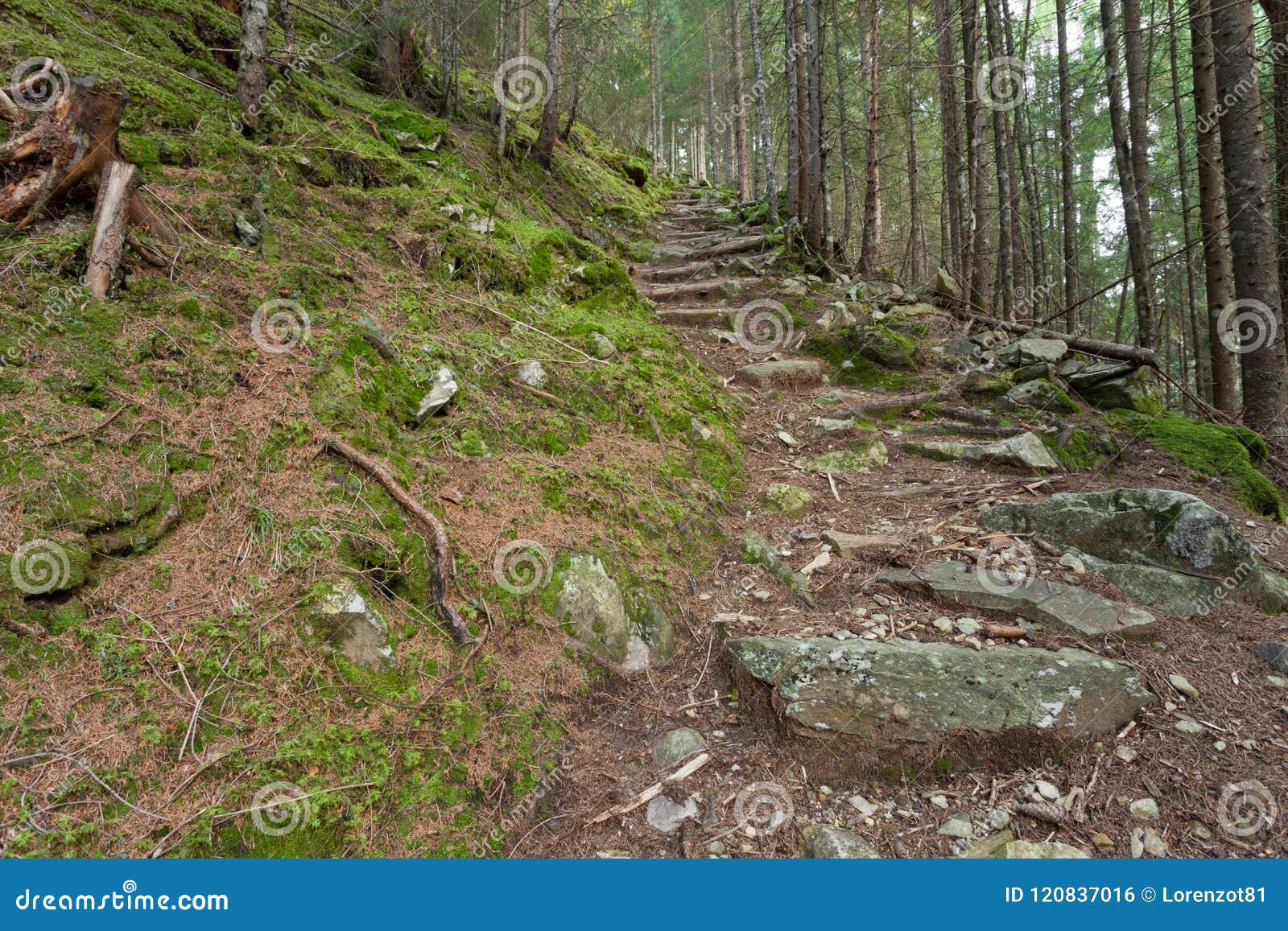 Inside a Typical Forest of the Italian Alps Stock Photo - Image of ...