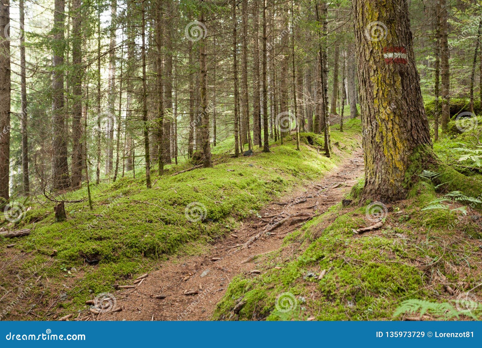 Inside a Typical Forest of the Italian Alps Long a Mountain Path Stock ...
