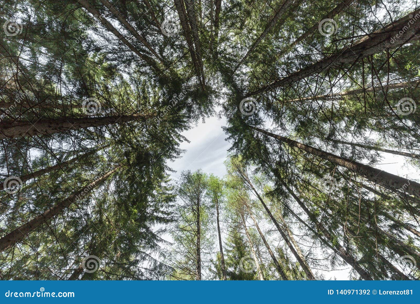 Inside a Typical Forest of the Italian Alps Upside Down Stock Photo ...