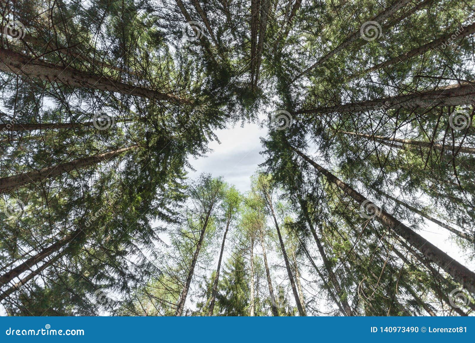 Inside a Typical Forest of the Italian Alps Upside Down Stock Photo ...
