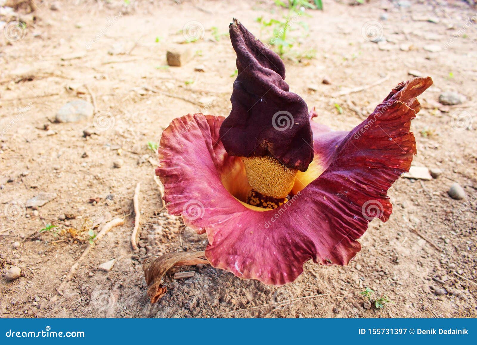 Inside View of Corpse Flower Stock Image - Image of natural, background ...