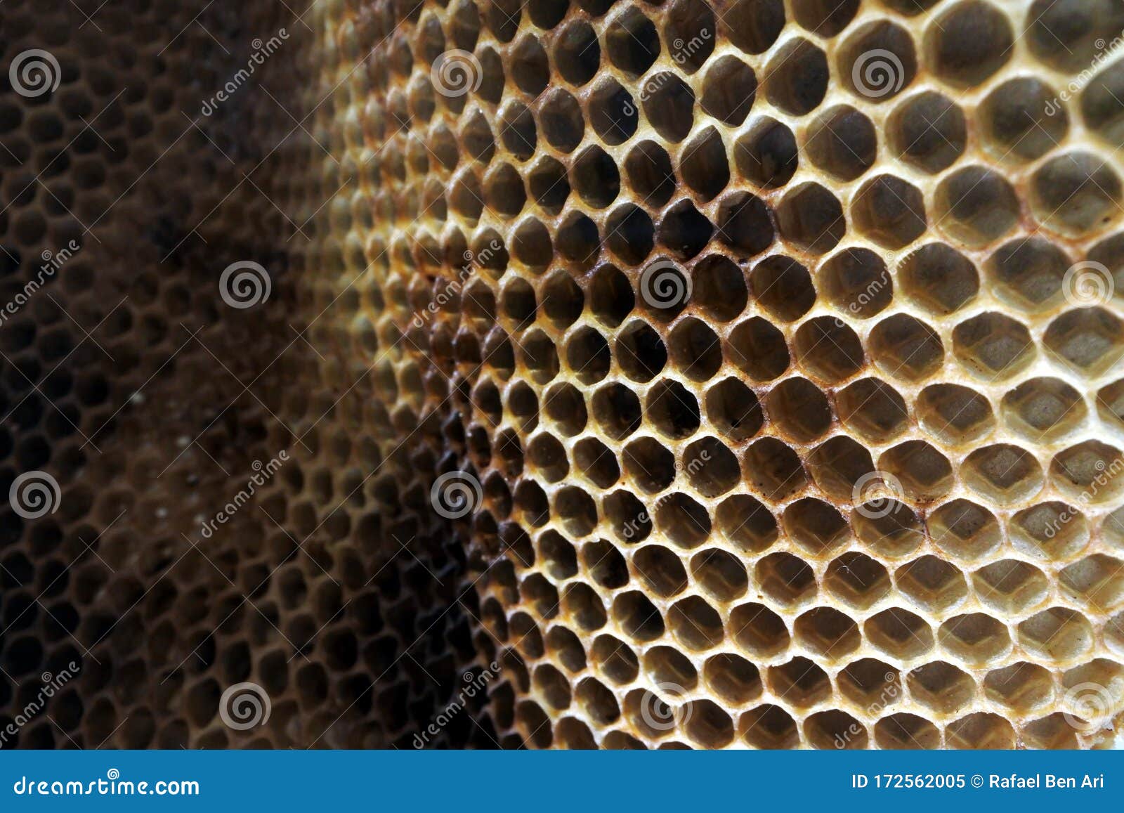 Inside View of Empty Beehive Stock Image - Image of colony, macro ...