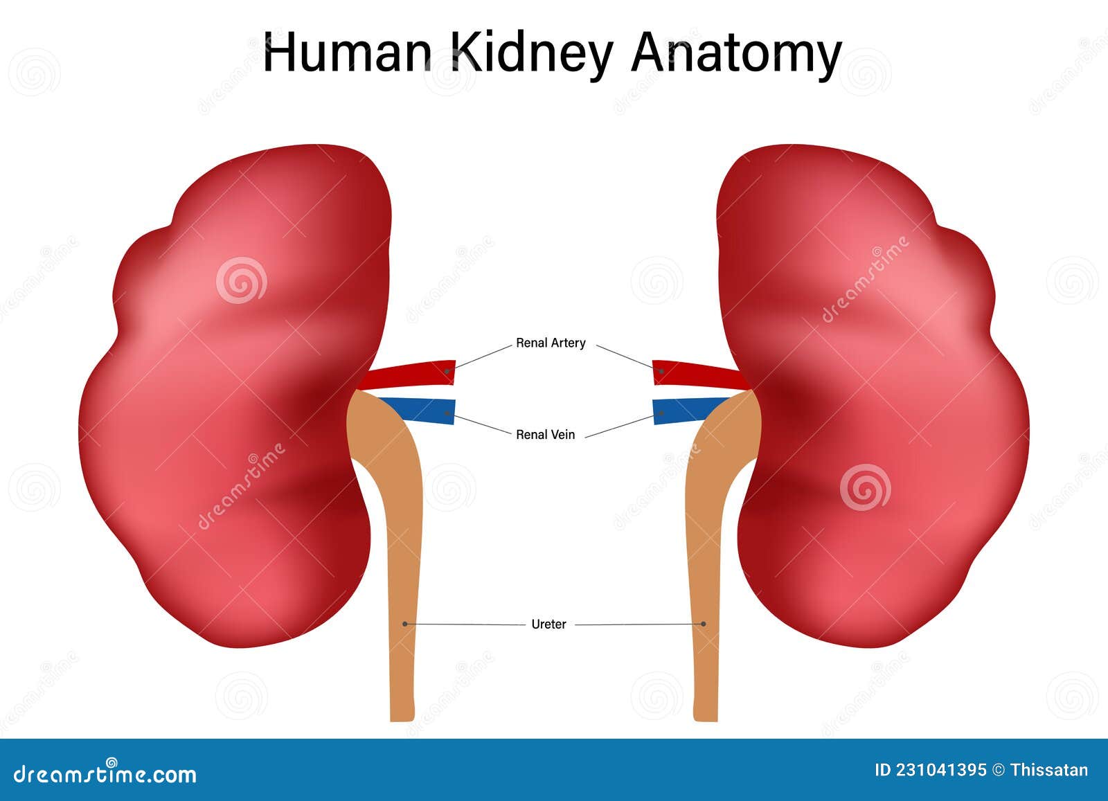 Inside View of Human Kidney Anatomy Isolated on White Background ...