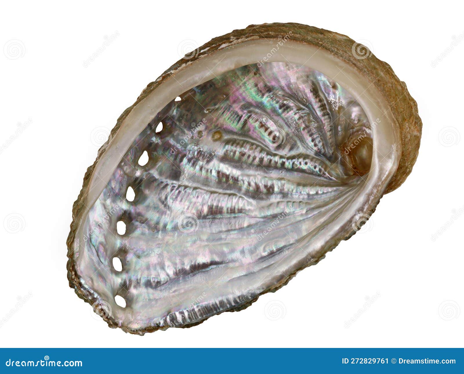Top View Of Abalone Servings In A Fine Dining Setting Royalty-Free ...