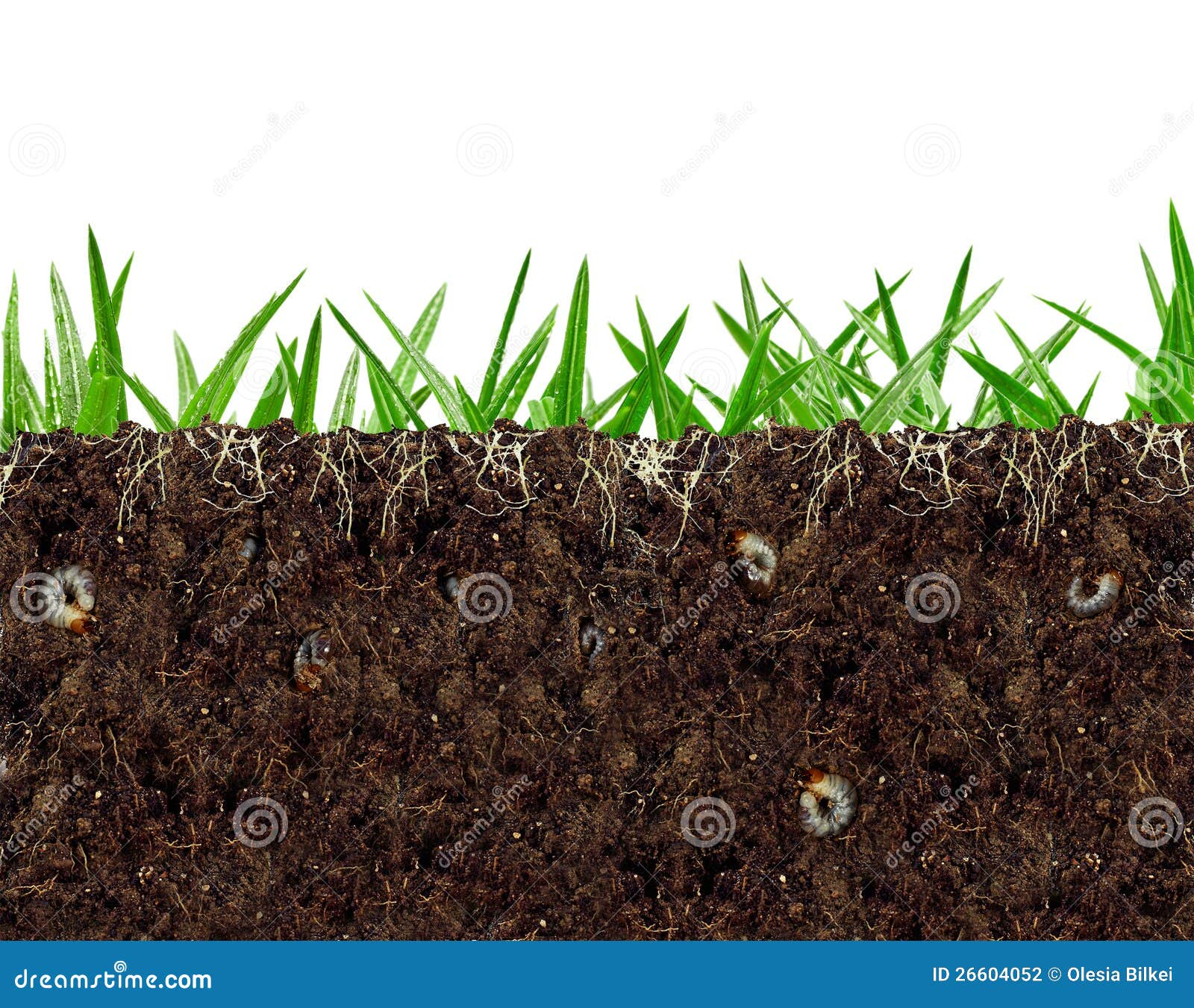 Inside View of Soil Vital Activity with Larvae Stock Photo - Image of ...