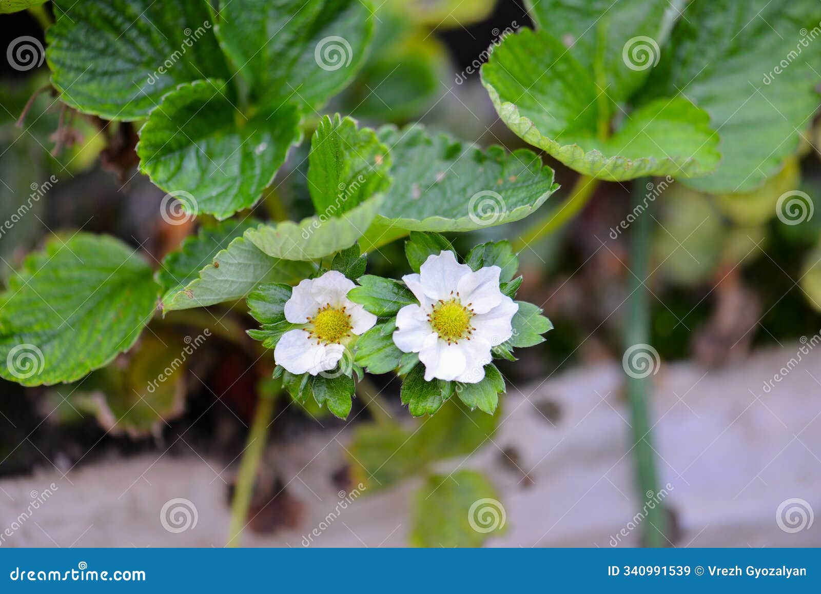 The Inside View of a Strawberry Farming Greenhouse. Stock Image - Image ...