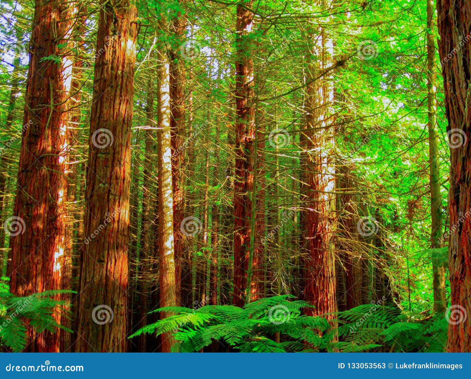 Redwood trees forest stock image. Image of american - 133053563