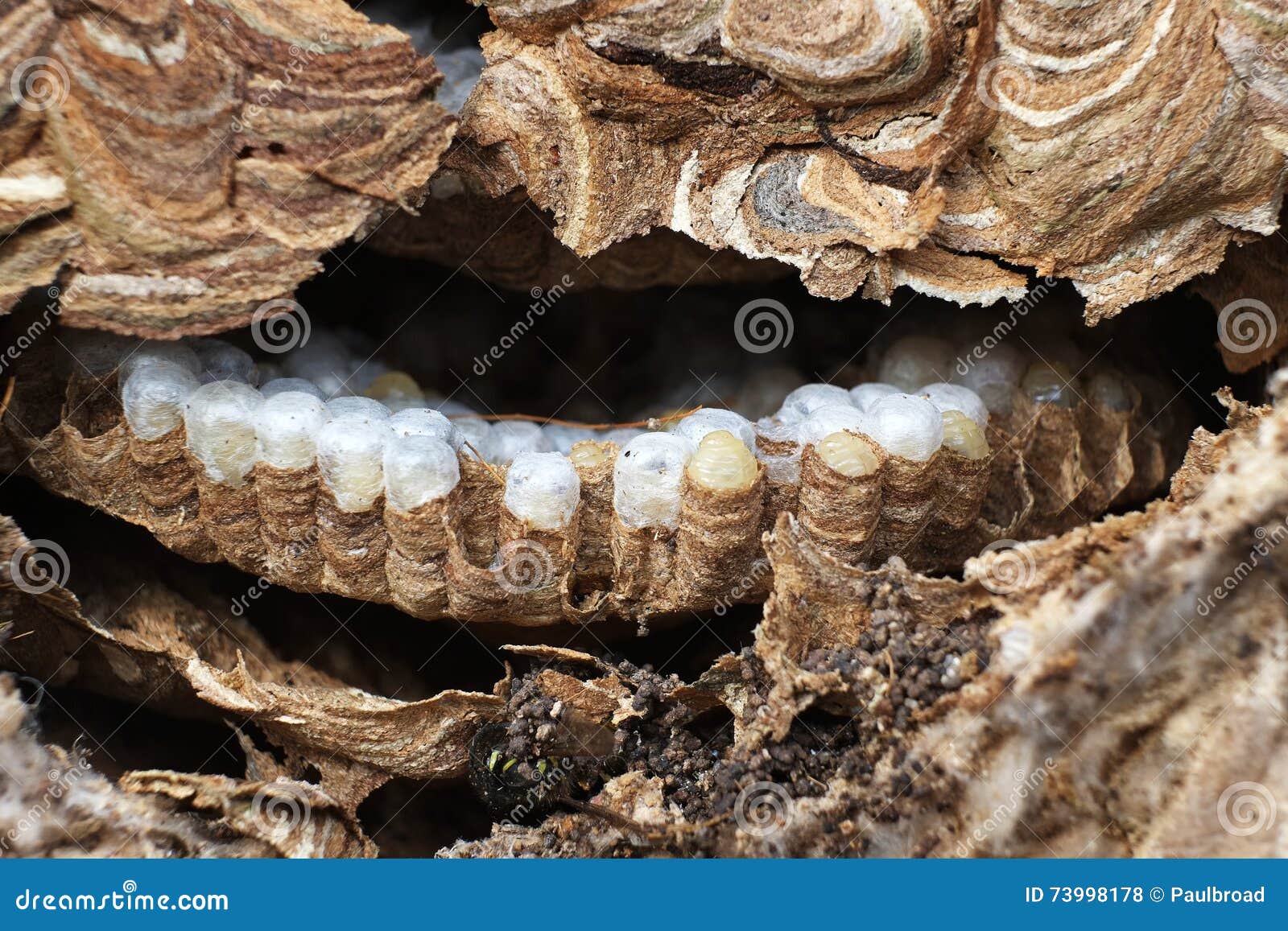 Inside a Wasp Nest Showing Hexagonal Structure and Eggs. Stock Photo ...