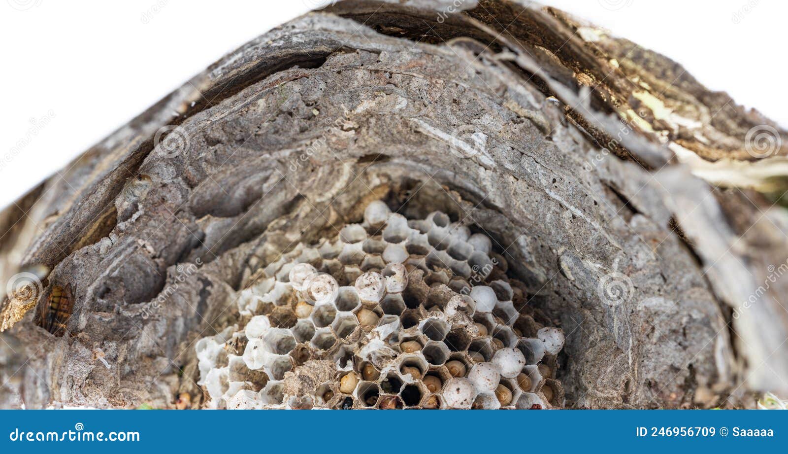 Inside Wasp Nest with Wasps Growing Up Stock Image - Image of math ...