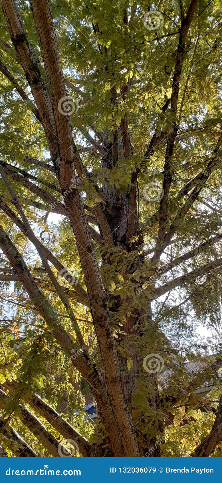 Tree stock image. Image of cedar, tree, inside, weeping - 132036079