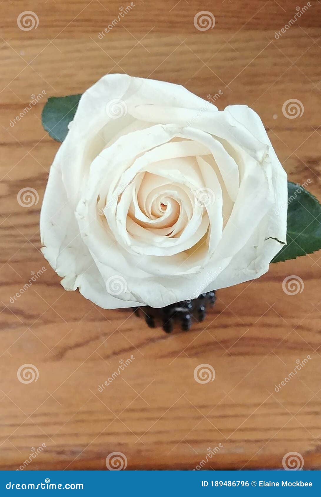Inside a white rose stock photo. Image of trees, fresh - 189486796
