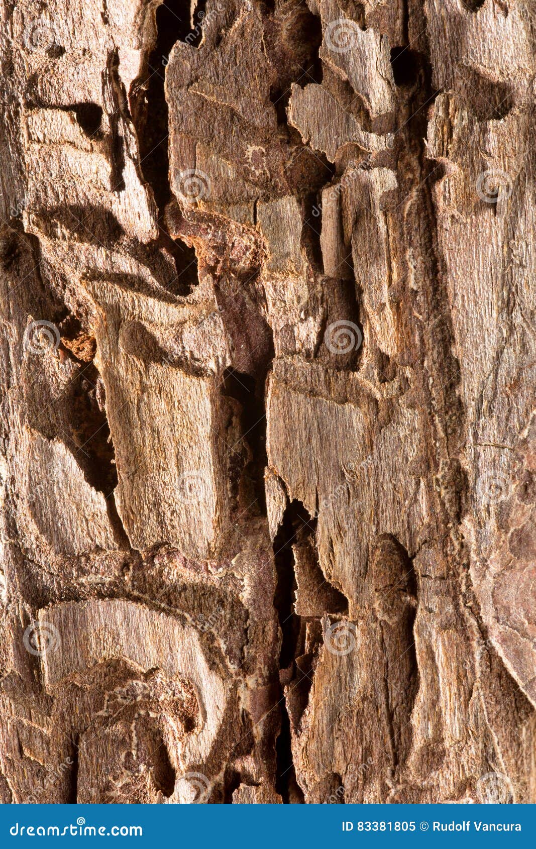 Inside Withered Bark Stock Photos - Free & Royalty-Free Stock Photos ...