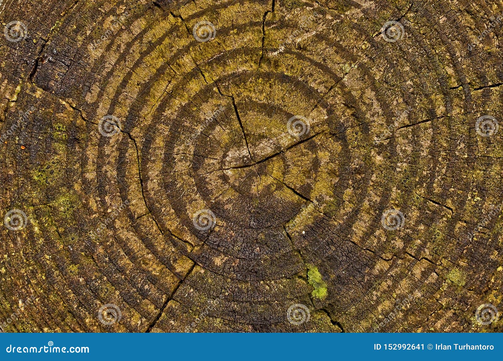 Inside Wood Log Pattern Cutted Stock Image - Image of wood, inside ...