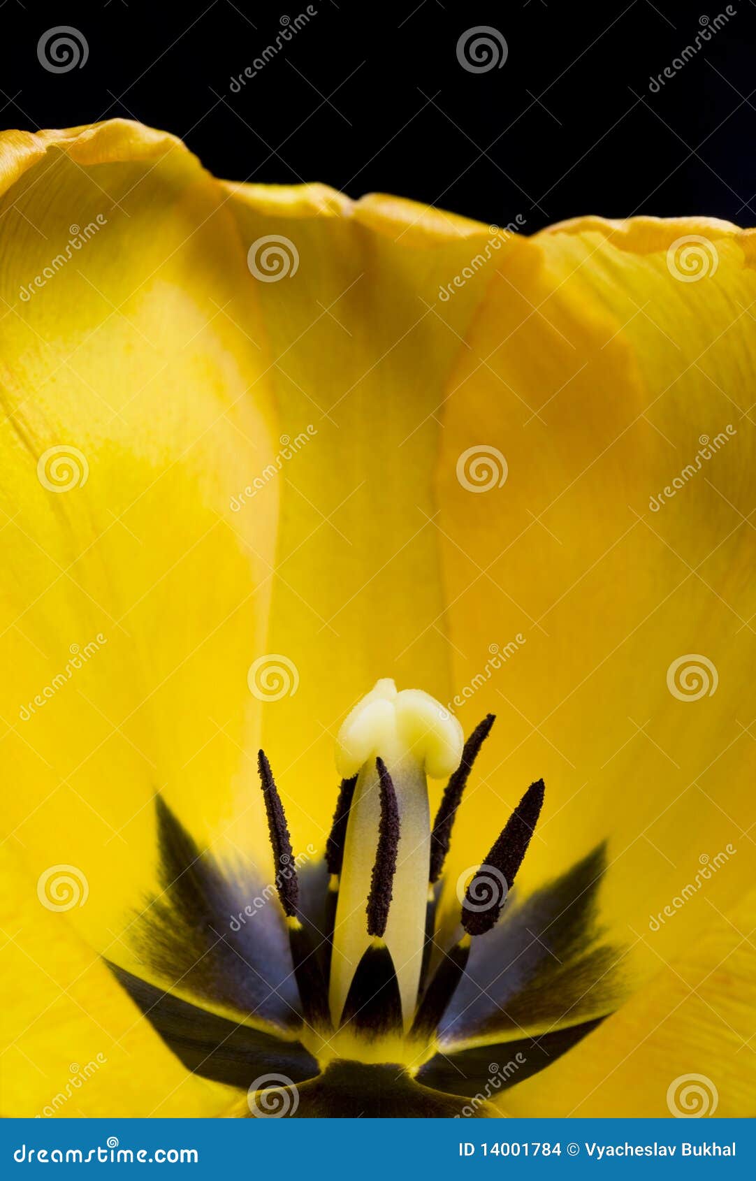 Inside the yellow tulip stock photo. Image of bright - 14001784