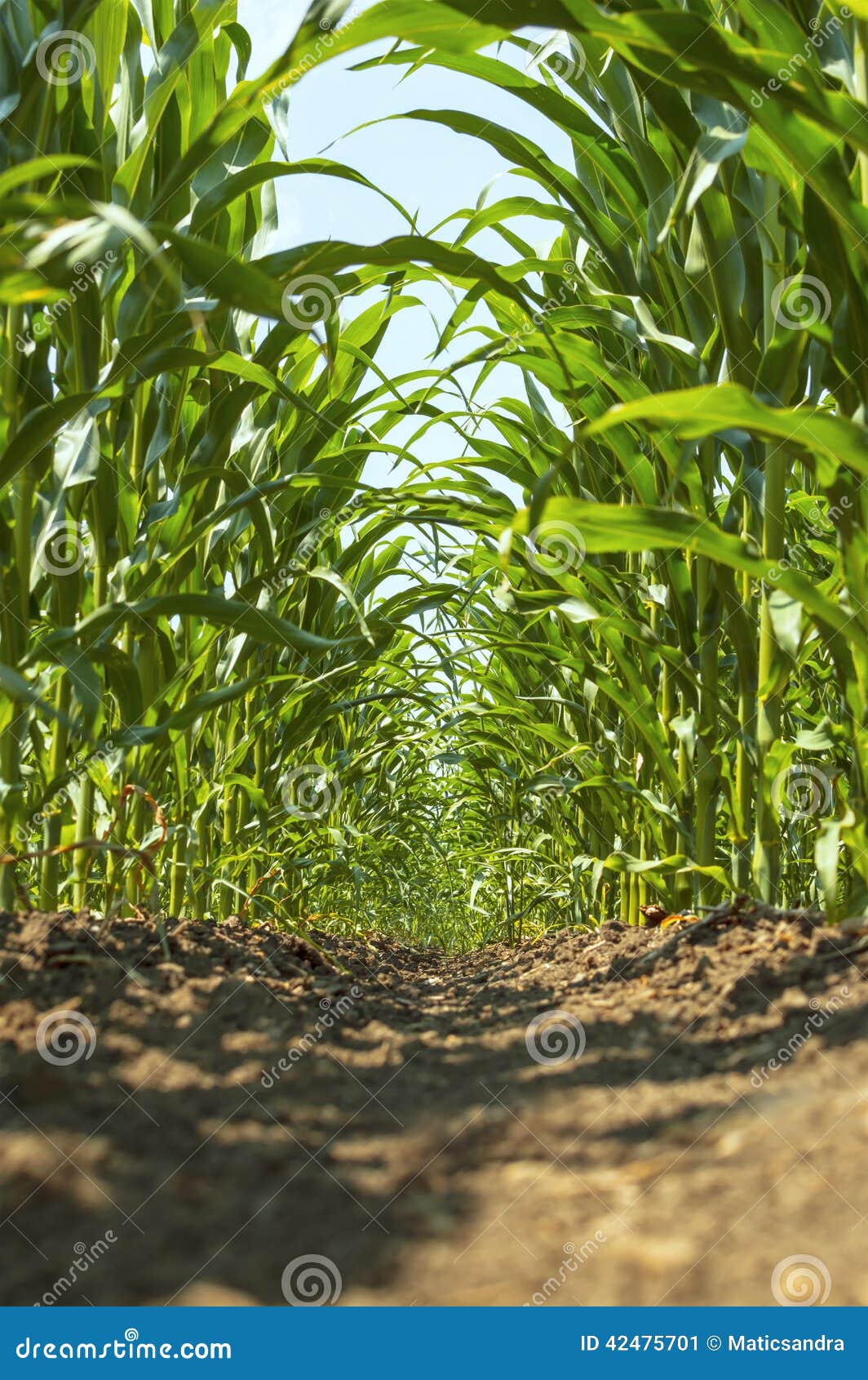 Inside a young corn field. stock image. Image of season - 42475701