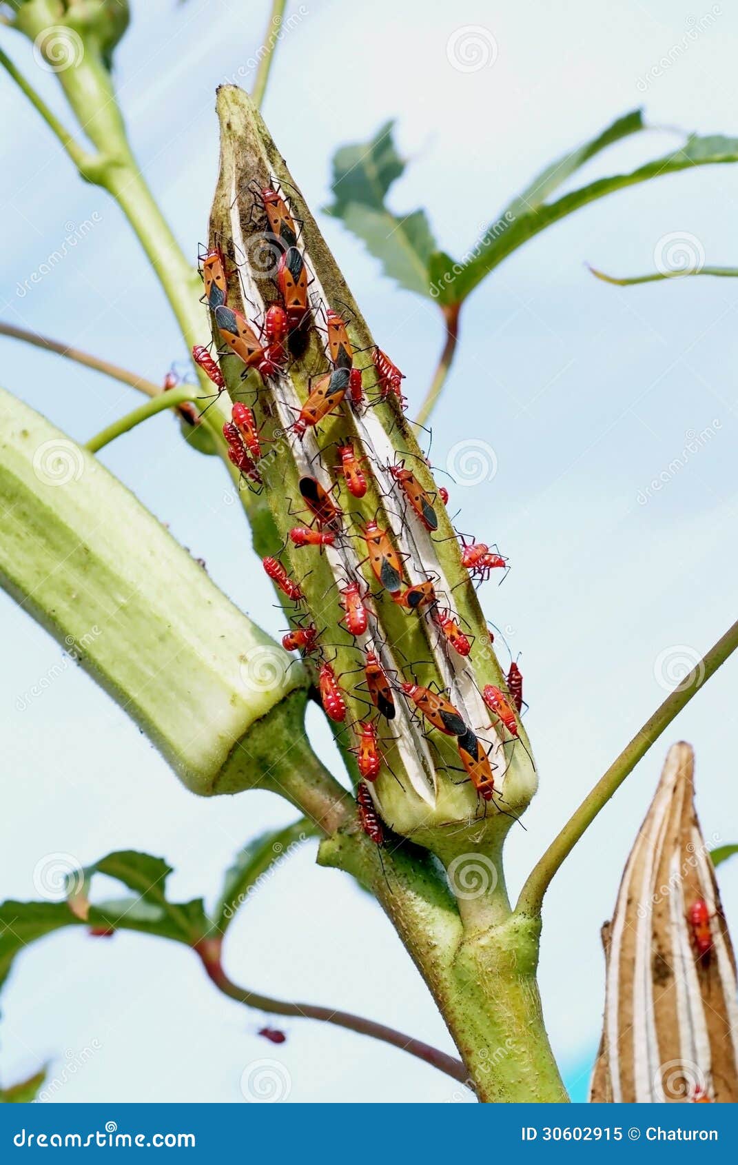 Insidious 3 stock image. Image of closeup, farm, multi - 30602915