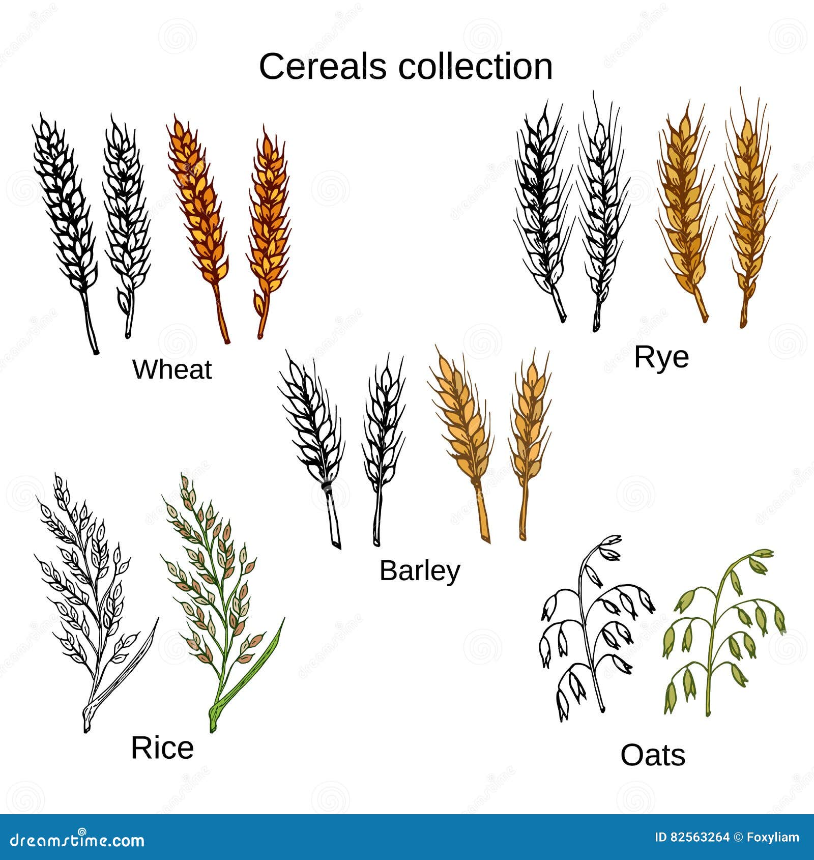 Insieme Dei Cereali Orzo, Segale, Avena, Riso E Grano Illustrazione ...