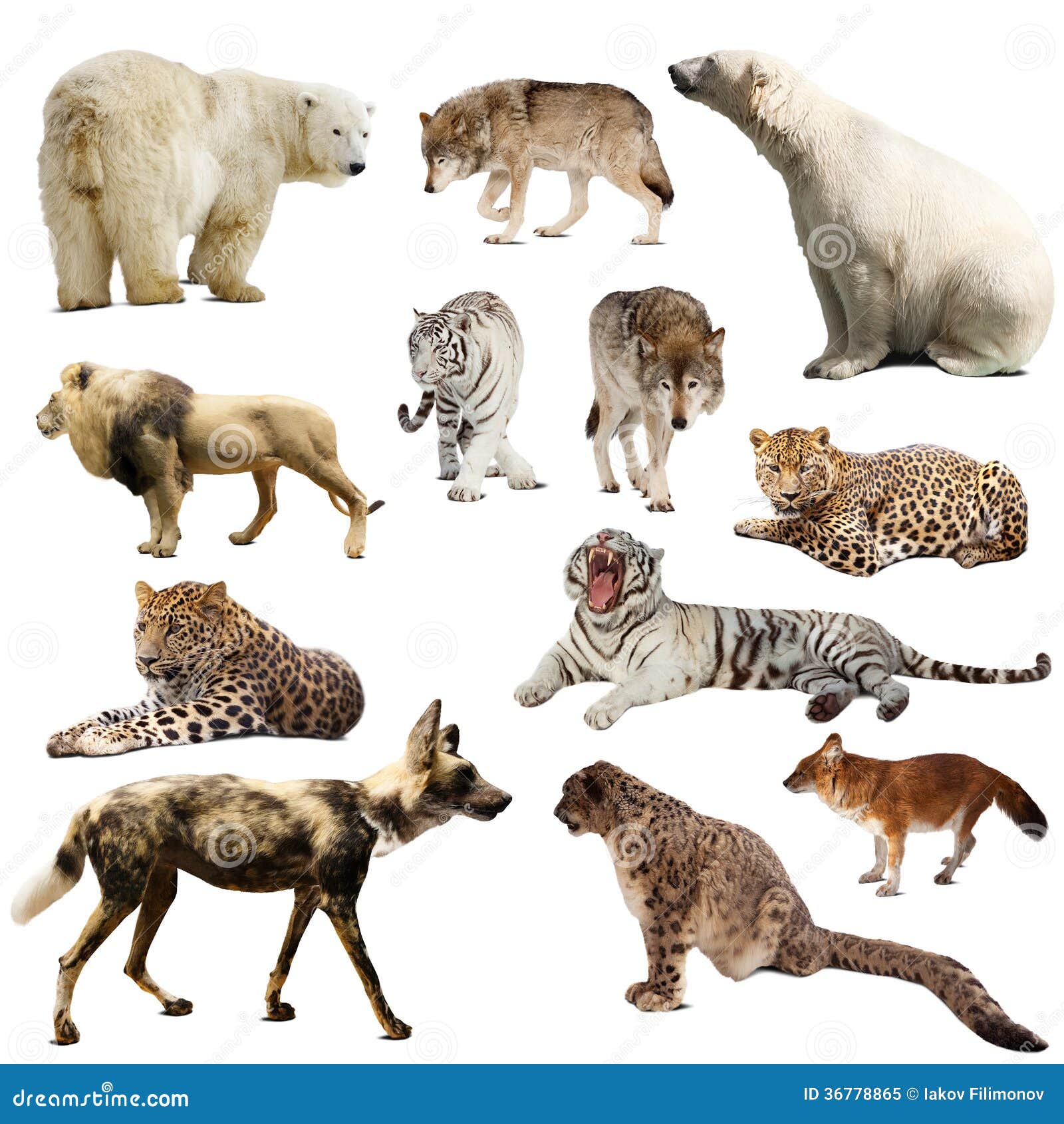 Insieme Dei Mammiferi Predatori Sopra Bianco Immagine Stock - Immagine ...