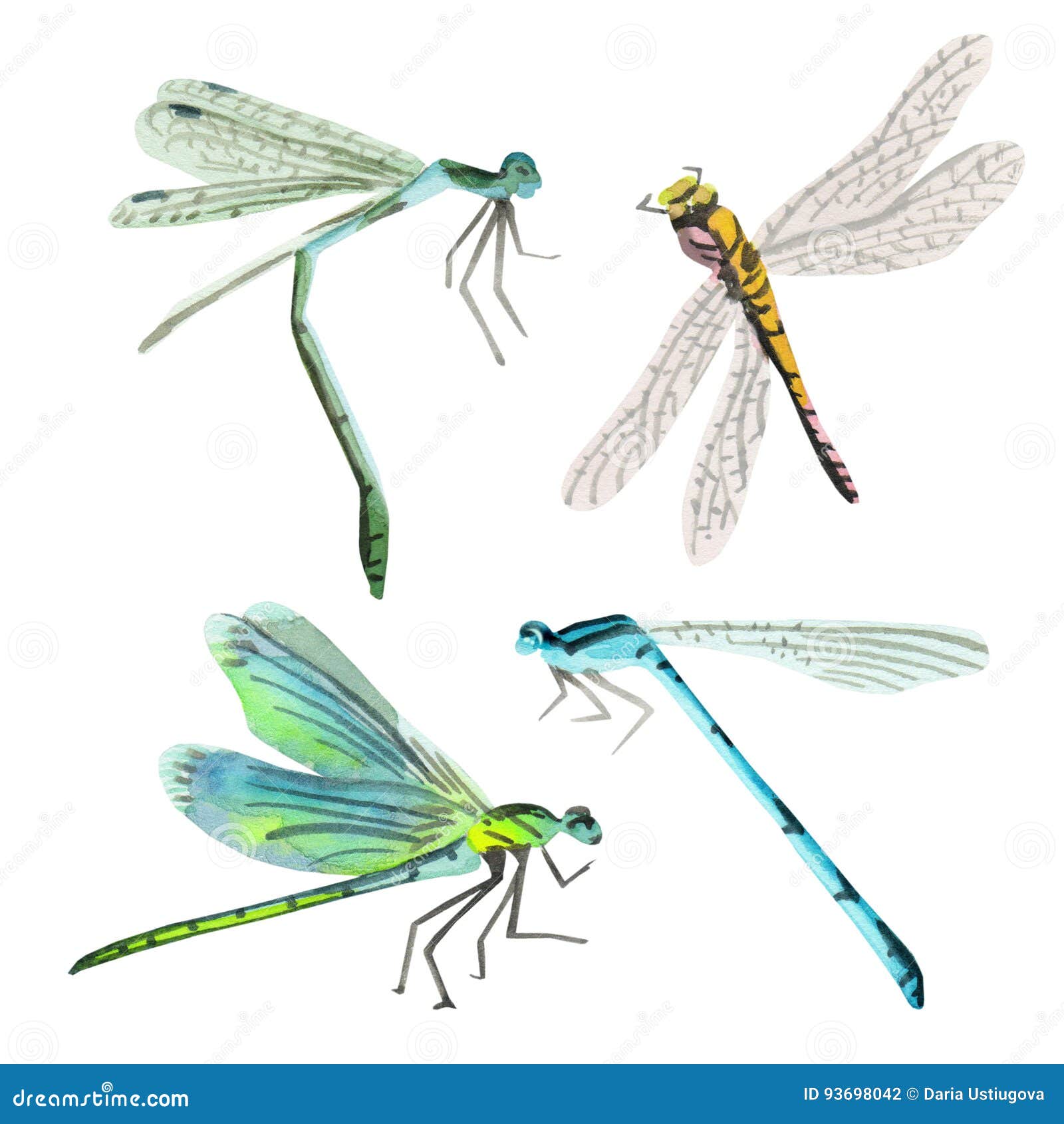 Insieme Della Libellula, Illustrazione Dell'acquerello Illustrazione di ...