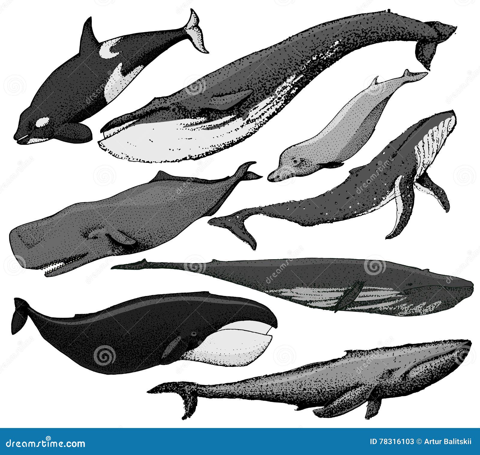 Insieme Delle Balene Disegnate a Mano Illustrazione Vettoriale ...