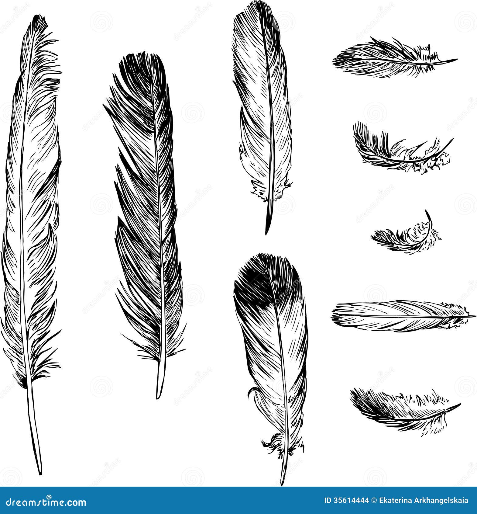 Insieme delle piume illustrazione vettoriale. Illustrazione di uccello ...