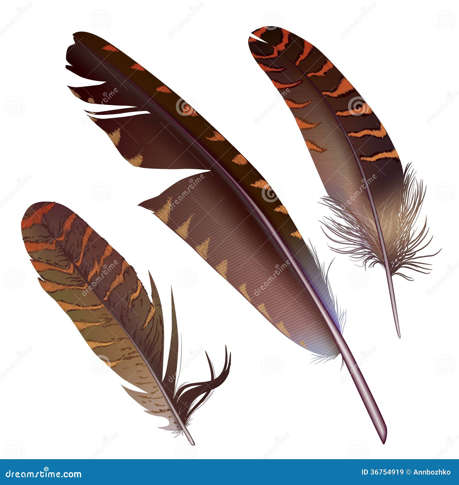Insieme Delle Piume Isolate Su Fondo Bianco Illustrazione Vettoriale ...