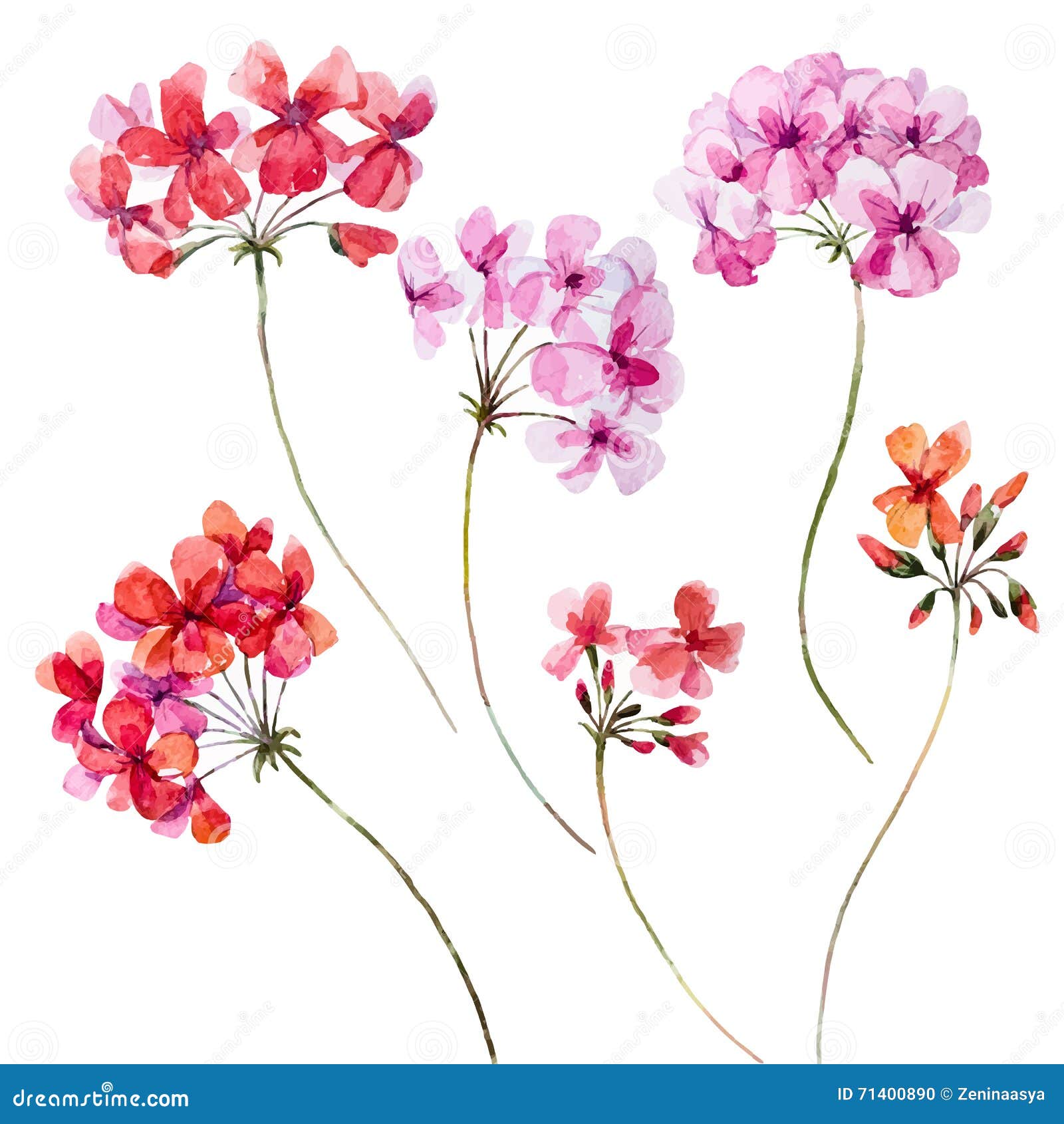 Insieme Floreale Del Geranio Dell'acquerello Illustrazione Vettoriale ...