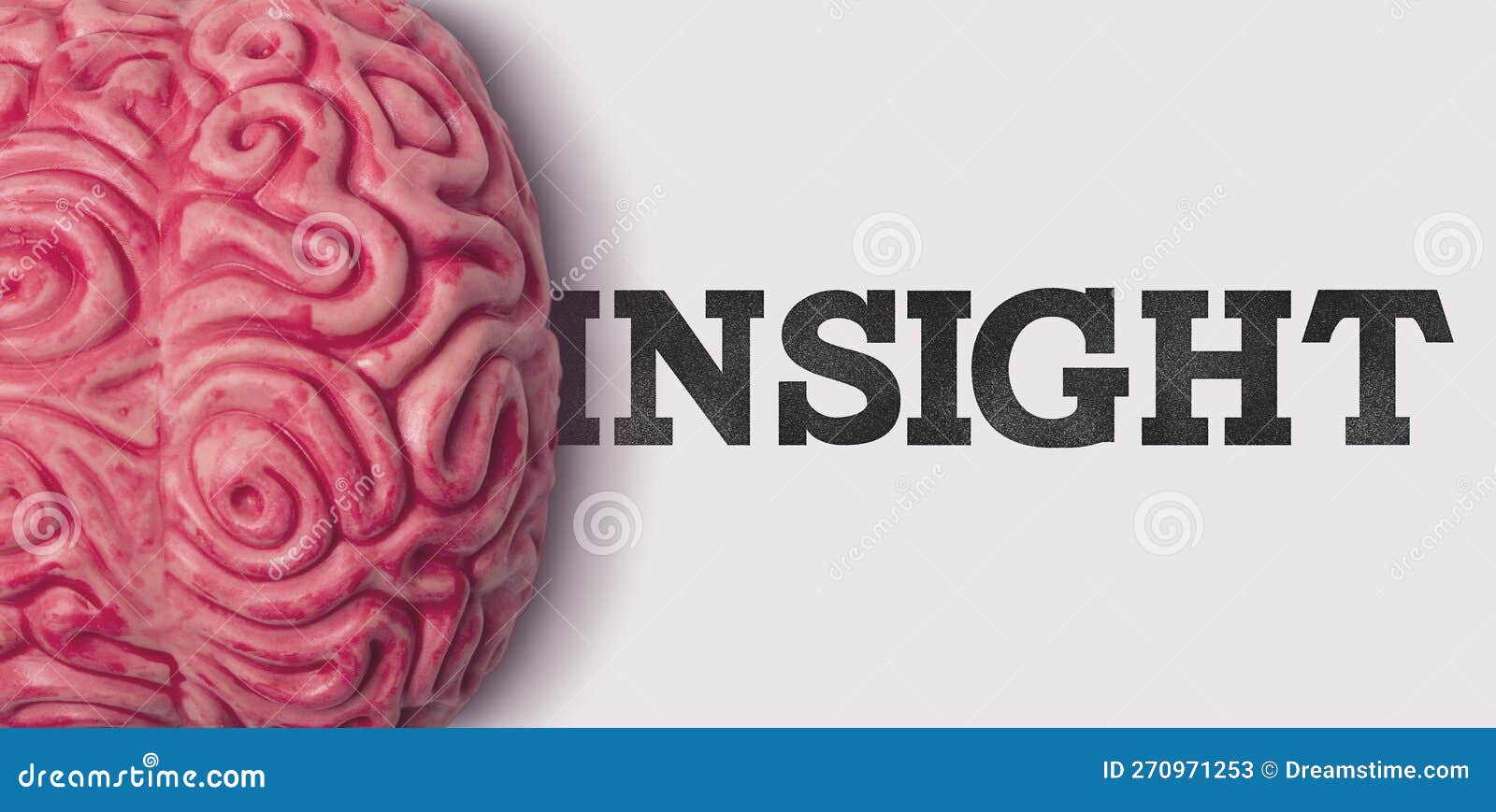 Insight Word Next To a Human Brain Model Stock Image - Image of message ...