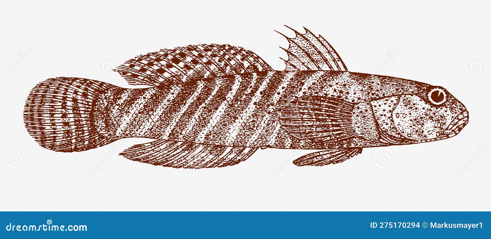 Insignia Prawn-goby Cryptocentroides Insignis Stock Illustration ...