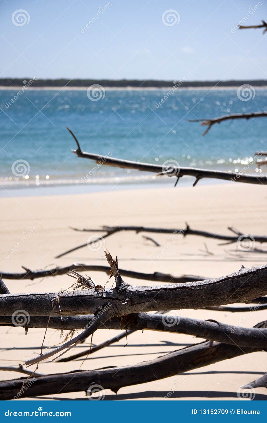Inskip Beach Branches stock image. Image of ocean, fraser - 13152709