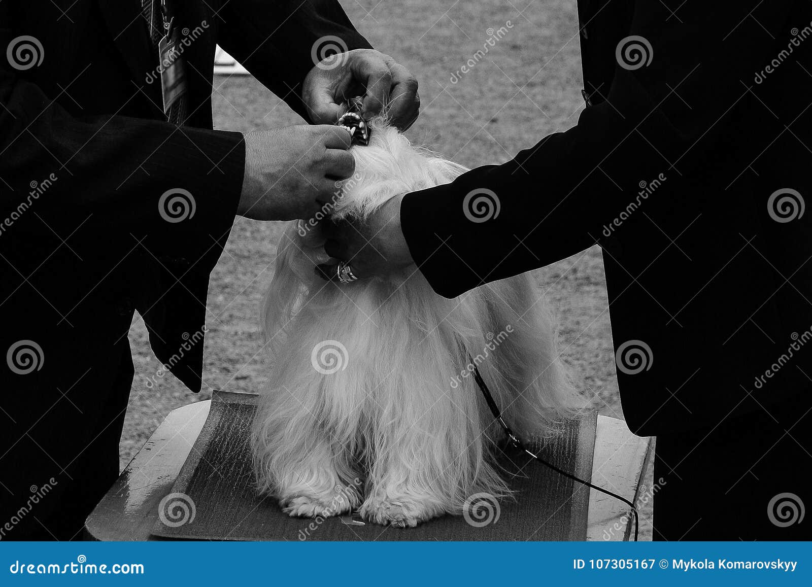 Inspecting dog teeth stock image. Image of canine, hand - 107305167