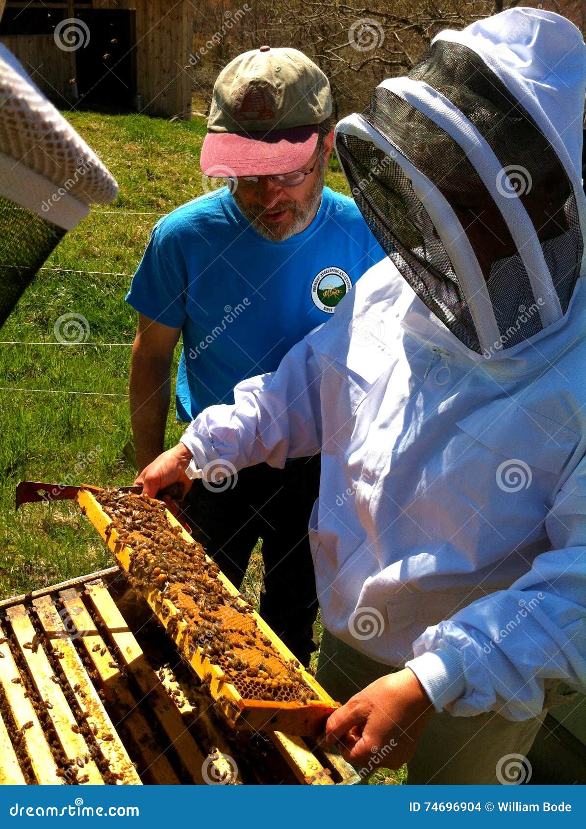 Inspecting a Langstroth Bee Hive Editorial Stock Image - Image of ...