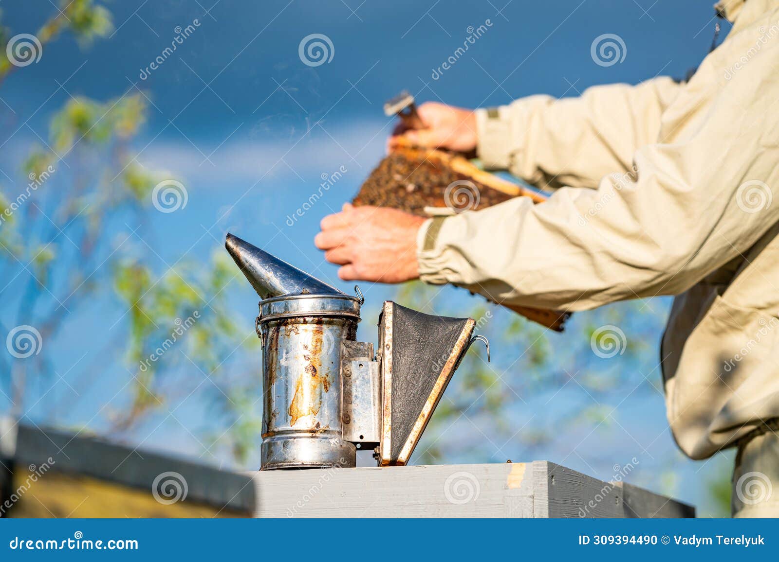 Inspection by a Beekeeper Frames with Bees. Honeycombs Picking Up Stock ...