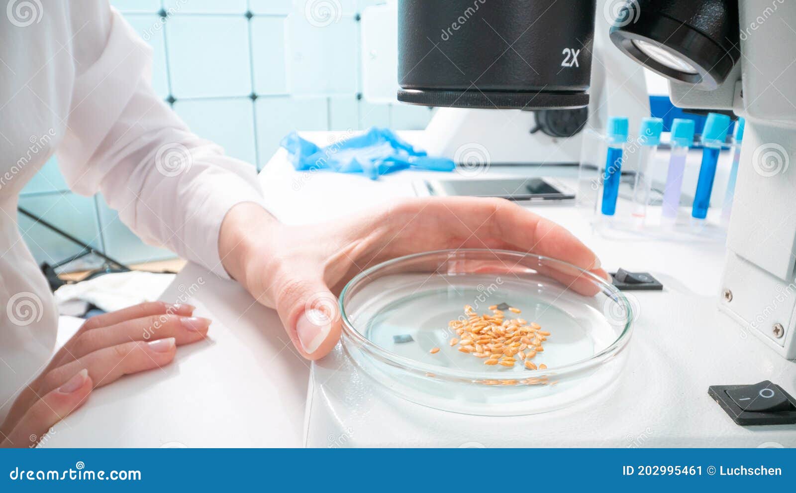 Inspection of the Quality of Agricultural Seeds. Checking the Quality ...