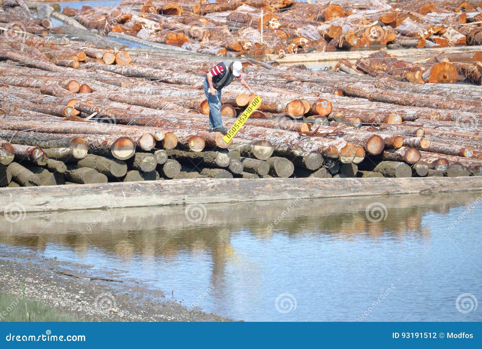 Inspector Checking Logs editorial photography. Image of industry - 93191512