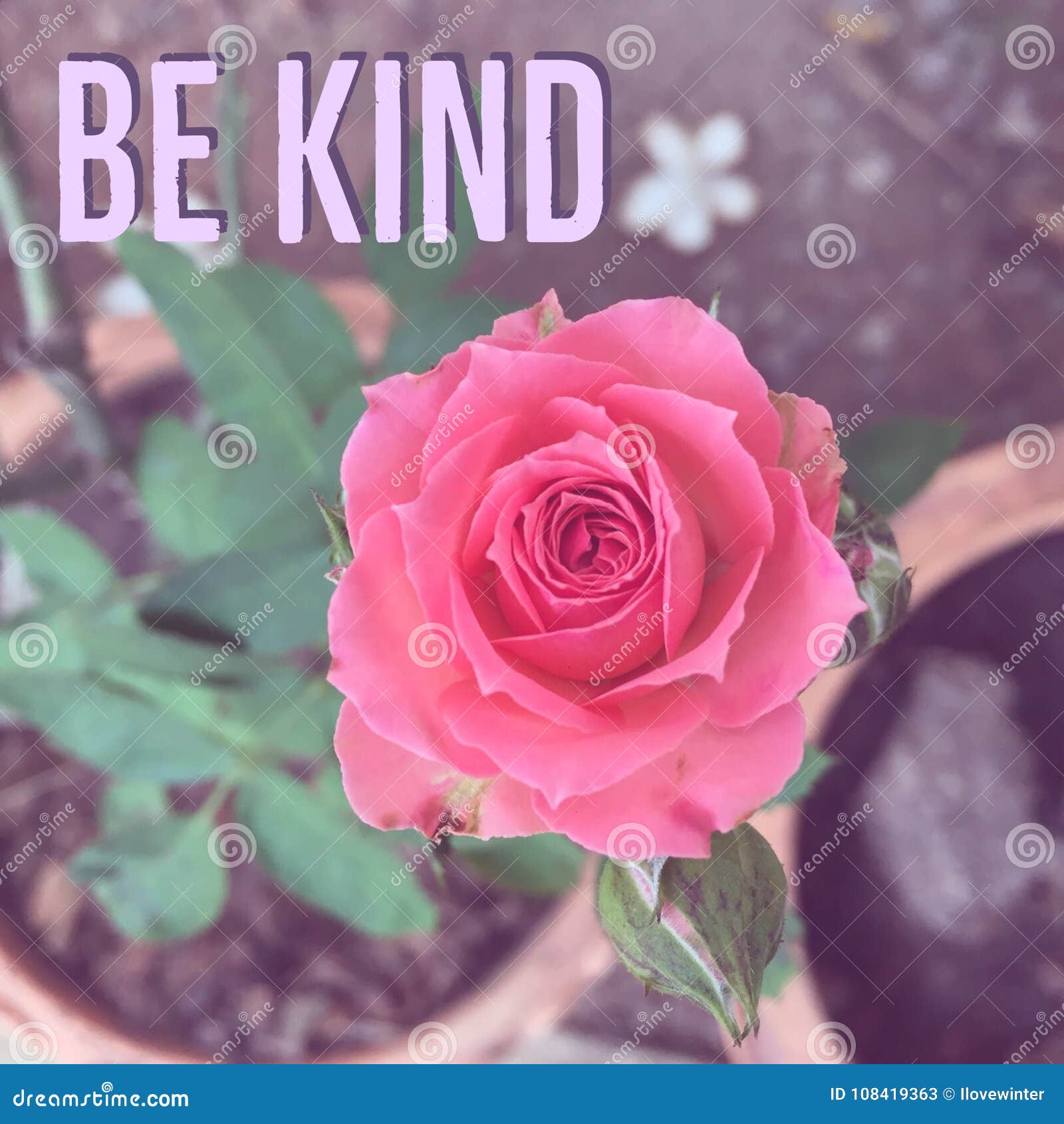 3,488 Rose Kind Stock Photos - Free & Royalty-Free Stock Photos from ...