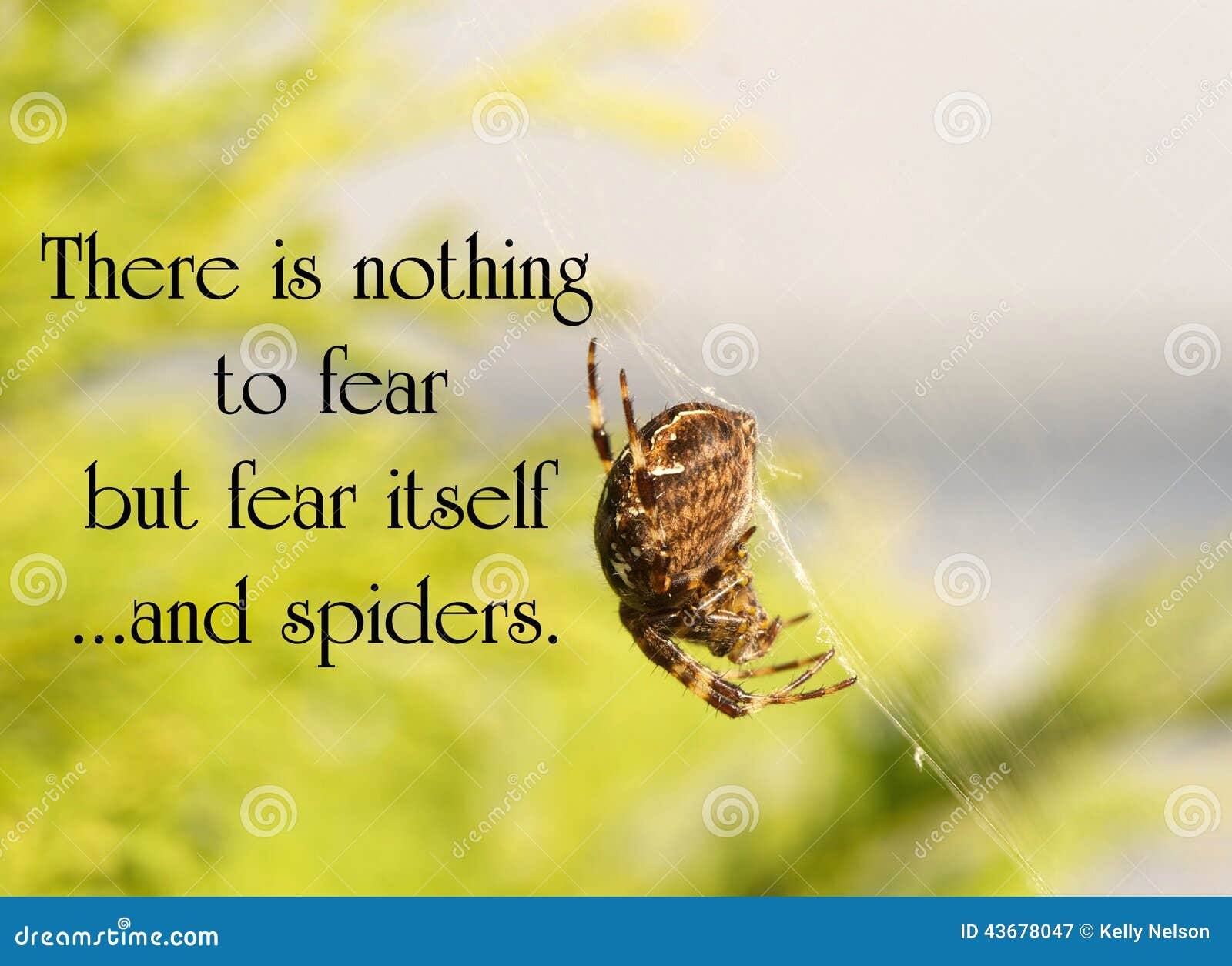 Spider Garden Quotes Barn Spiders | Active Pest Control Pest Control