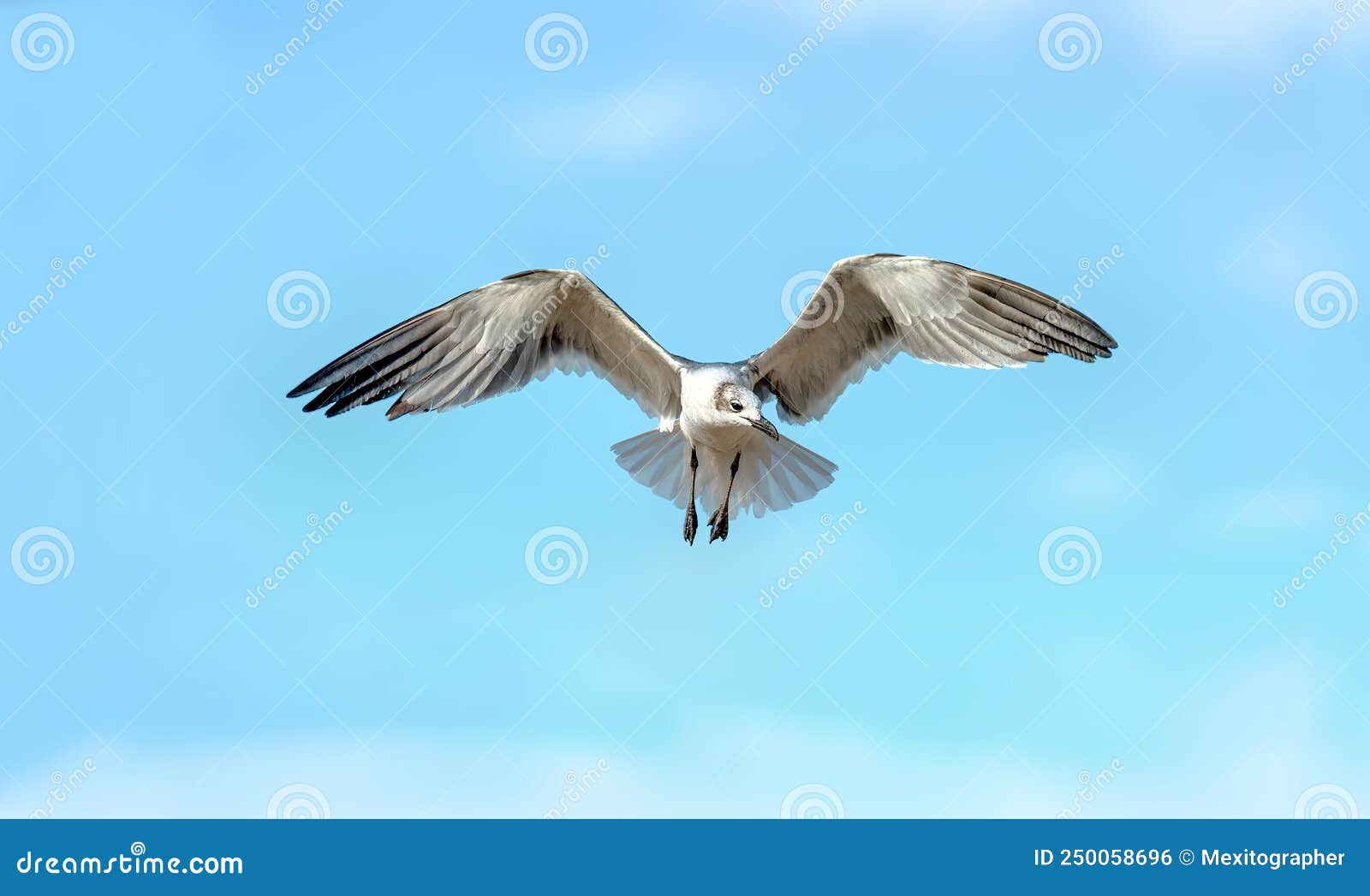 Inspirational Seagull Bird Flying Stock Photo - Image of landscape ...