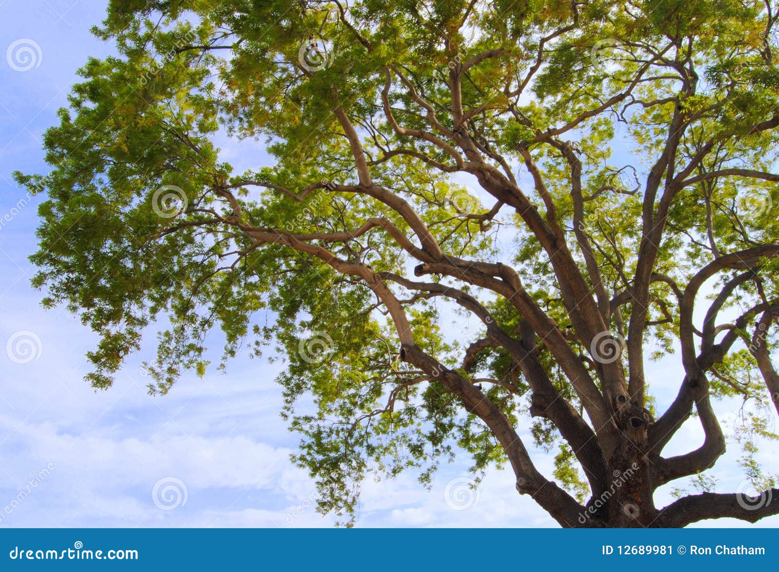 Inspirational Tree stock image. Image of contemplation - 12689981