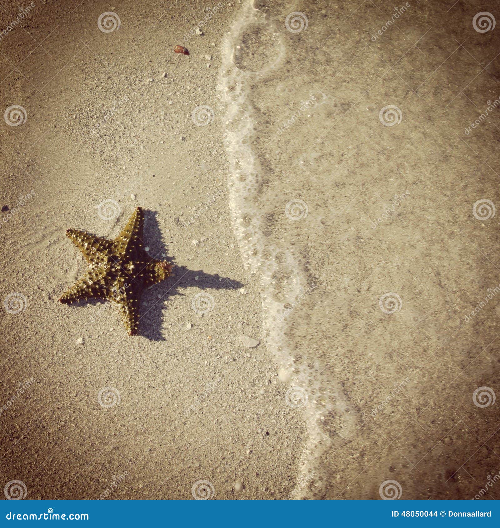 Instagram of Beautiful Starfish on Beach Stock Photo - Image of ocean ...