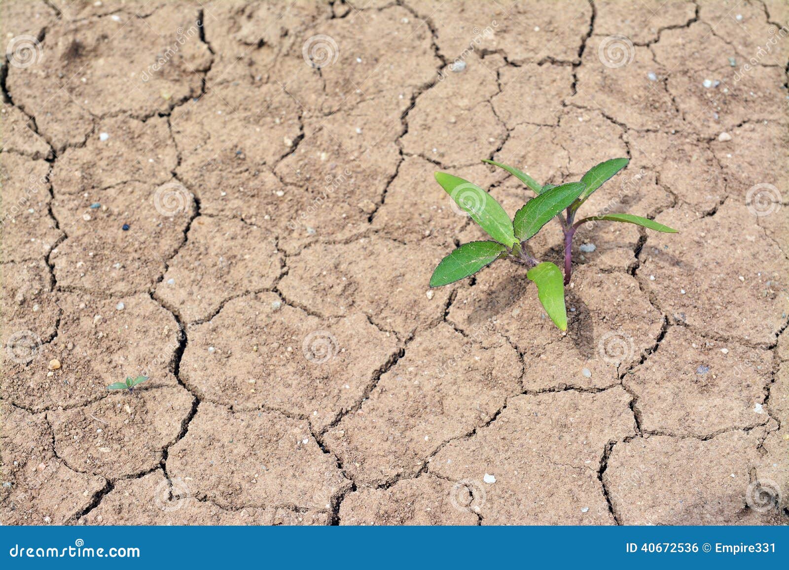 Installatie Het Groeien Op Droge Grond Stock Foto - Image of warm ... Installatie Het Groeien Op Droge Grond Stock Foto - Image of warm ...