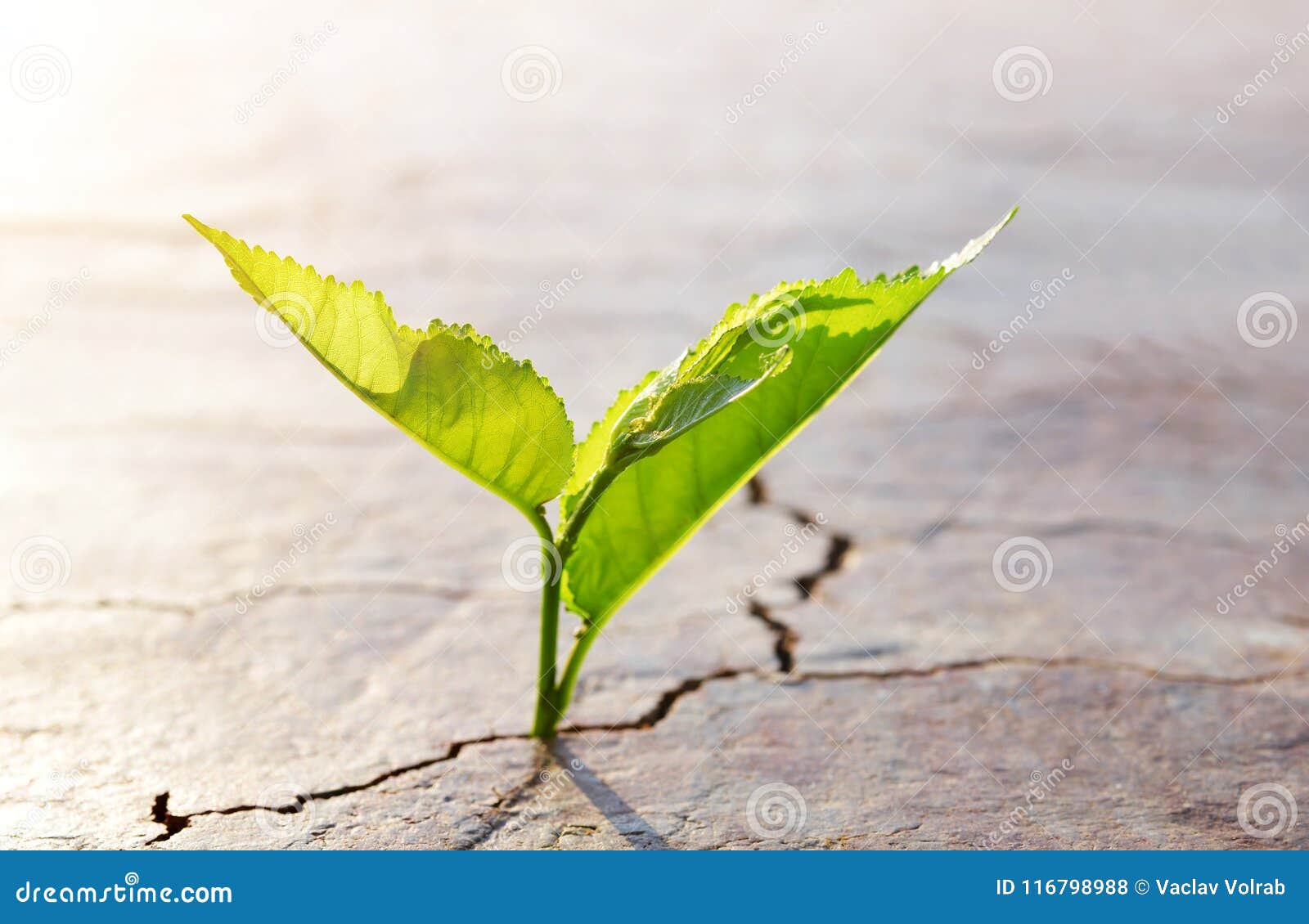 Installatie Het Groeien Van Droge Gebarsten Grond Stock Foto - Image of ... Installatie Het Groeien Van Droge Gebarsten Grond Stock Foto - Image of ...