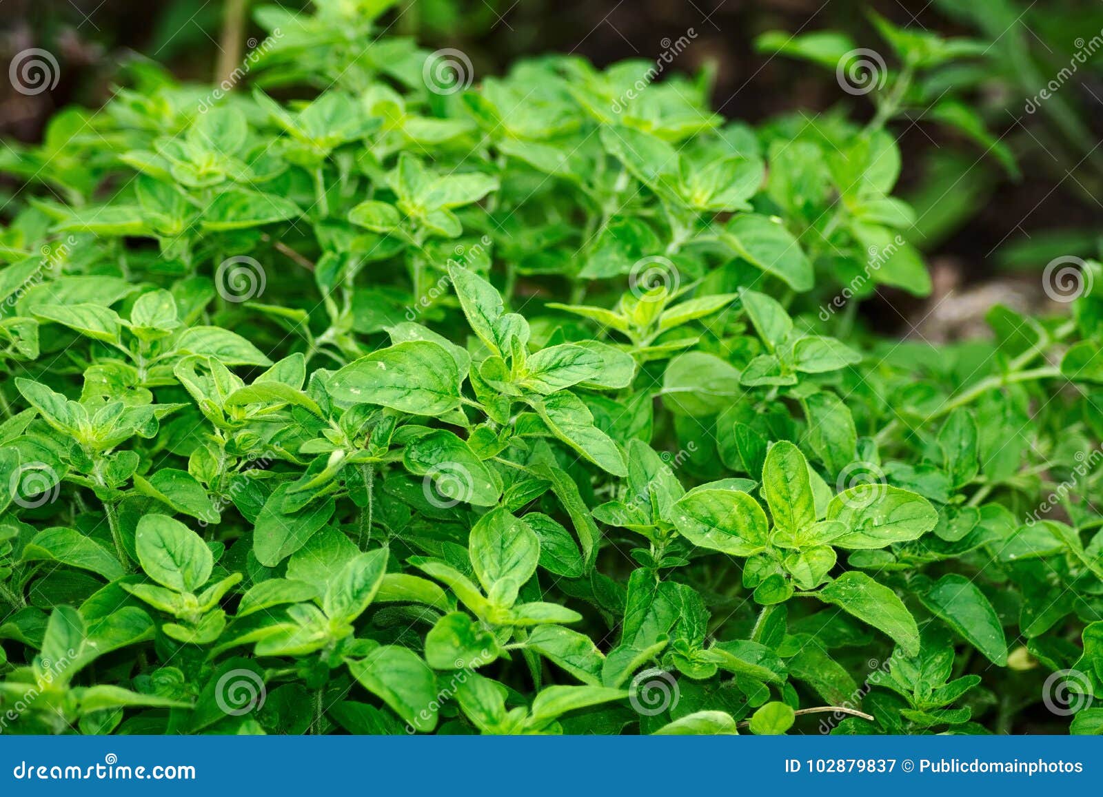 Installatie, Kruid, Blad, Basilicum Picture. Image: 102879837