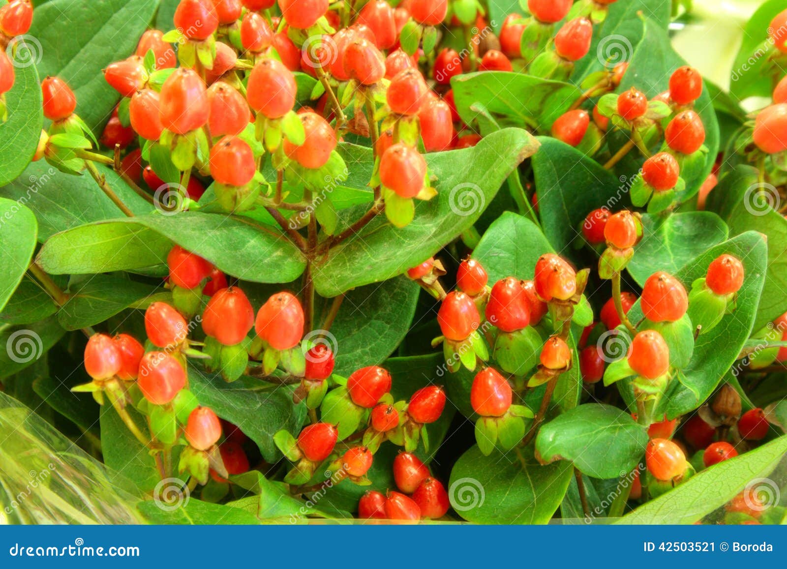 Installatie Met Oranje Bessen Stock Afbeelding - Image of groen ...